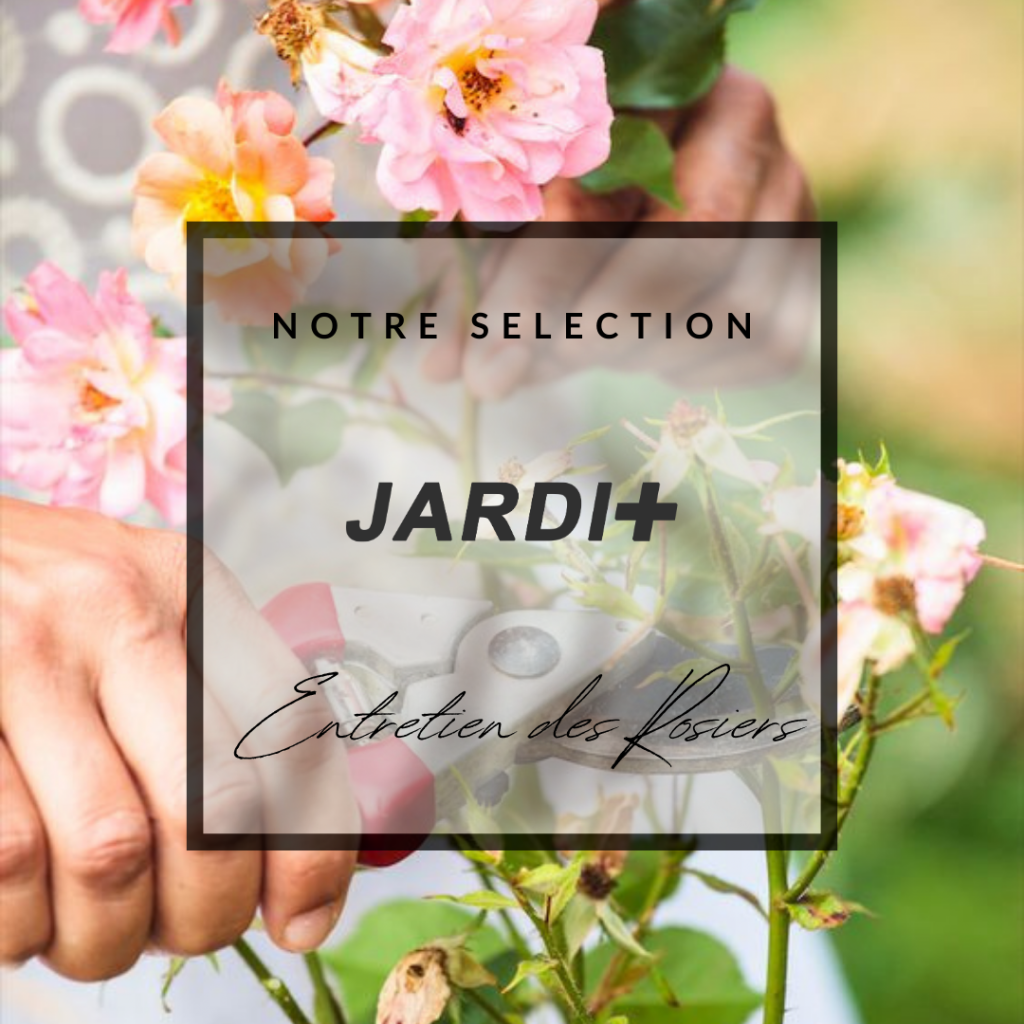 L'entretien des rosiers - JARDI+